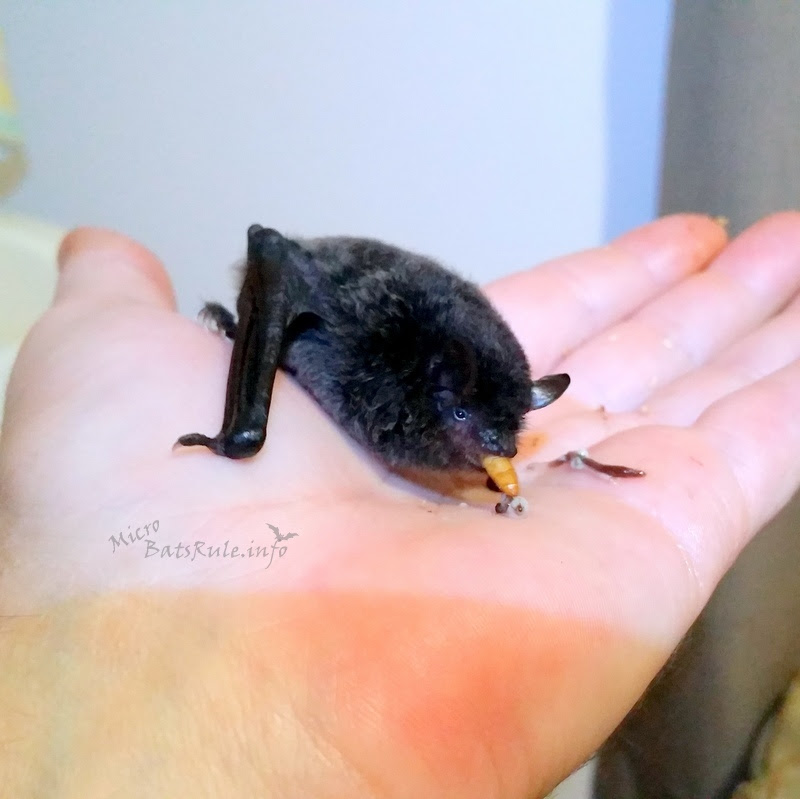 Rehab | Microbat | Myotis macropus, Southern Myotis, Large-footed ...