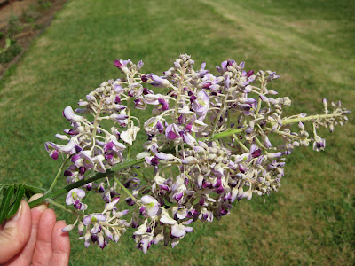 Toowoomba Plants: Native Wisteria