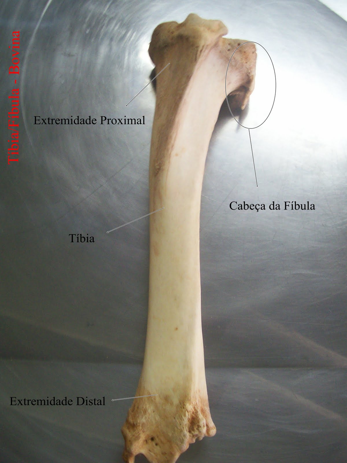 Anatomia Veterinária | Medicina Veterinária - Facisa