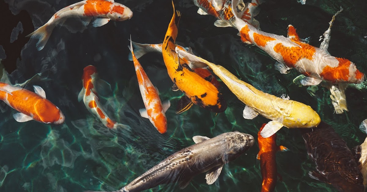 New species of spiky-faced catfish discovered