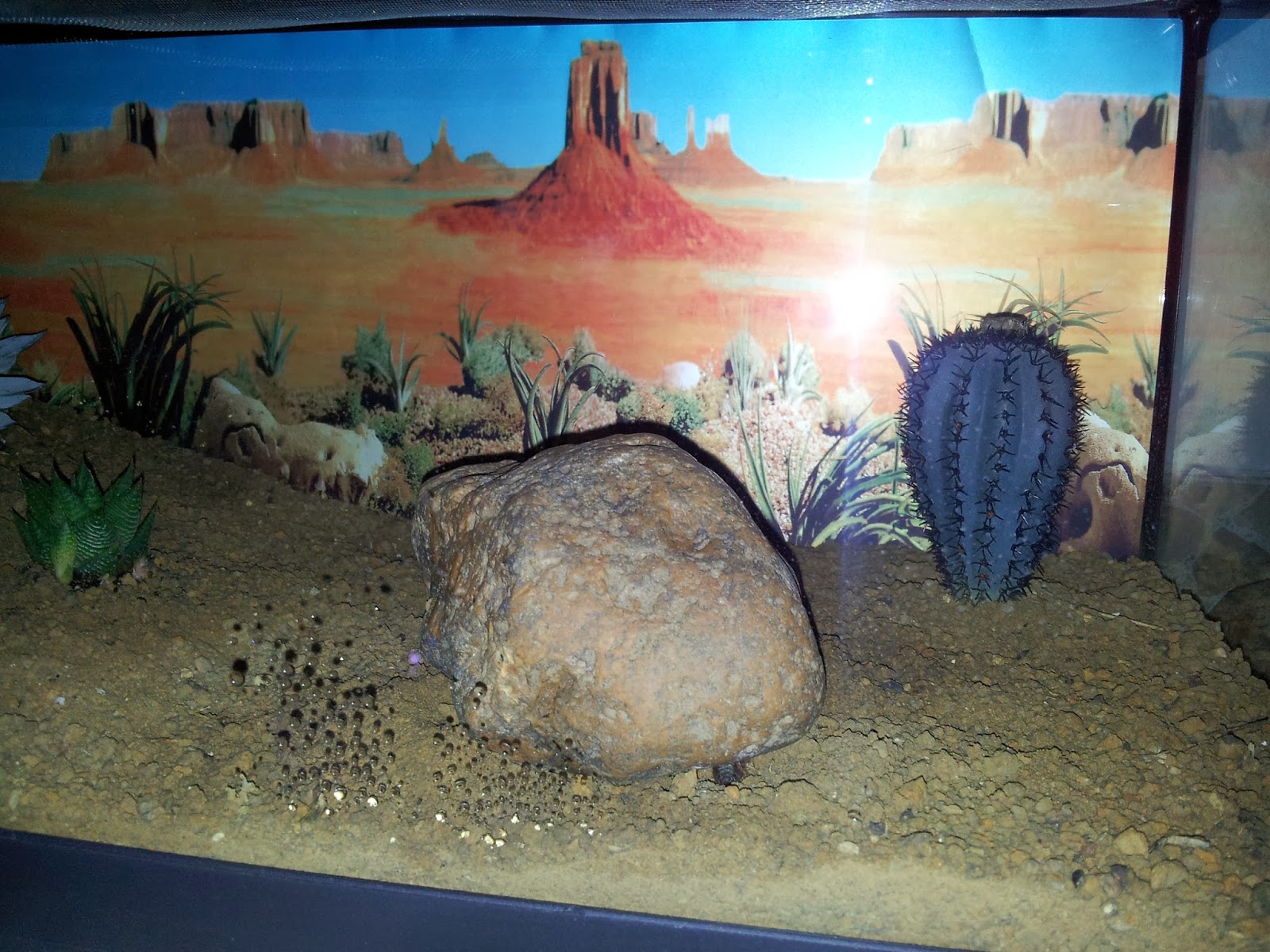 Alma biológica: El solífugo, araña camello o escorpión del viento