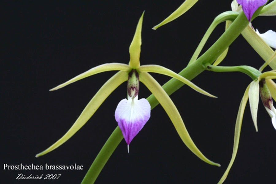 Asociación Jalisciense de Orquideología: Descripciones de Plantas (O a P)