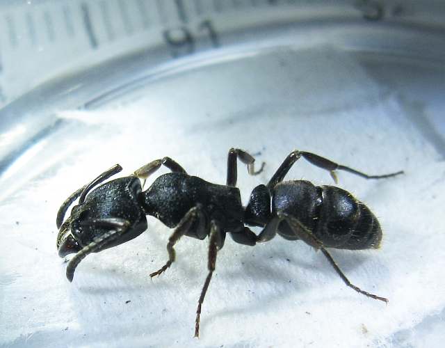 Photos and Info on Ants and Termites of Malaysia: Miscellaneous Ponerinae