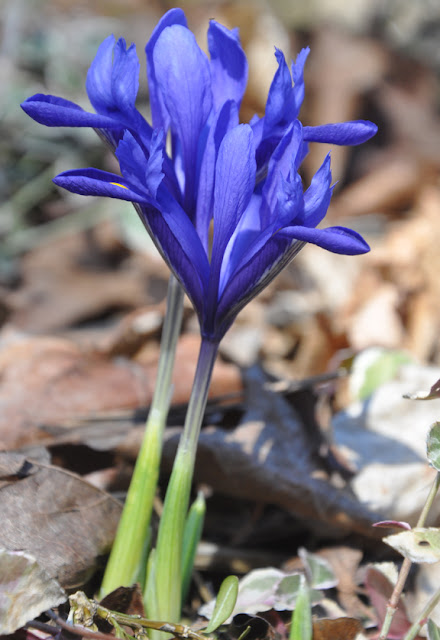 Unusual Jump Bulbs: Dwarf Iris, Iris Reticulata - Tanaya Roses