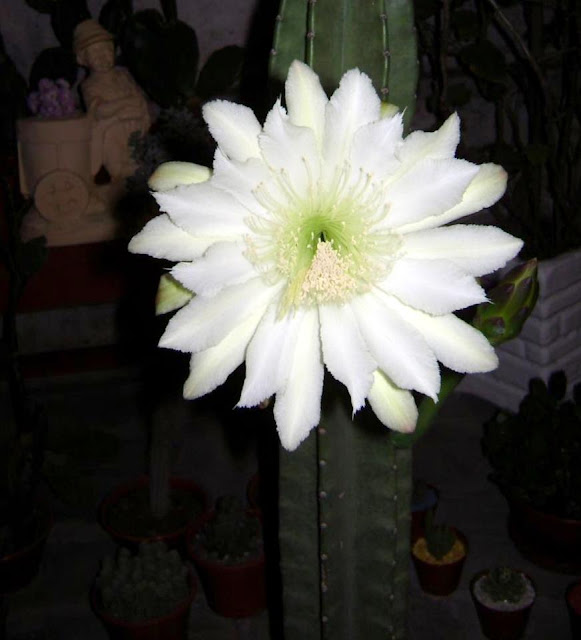 CEREUS
