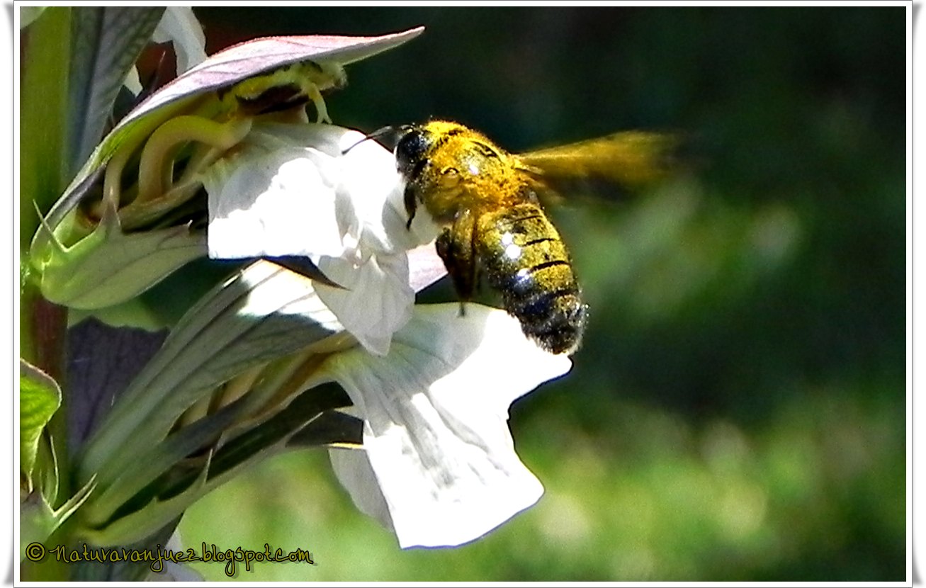 NaturAranjuez: ABEJORRO (Xylocopa violacea)