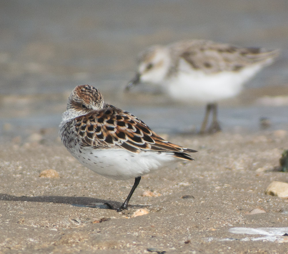 Len's Lens - Confessions of a digiscoper: Texas Shorebirds in April