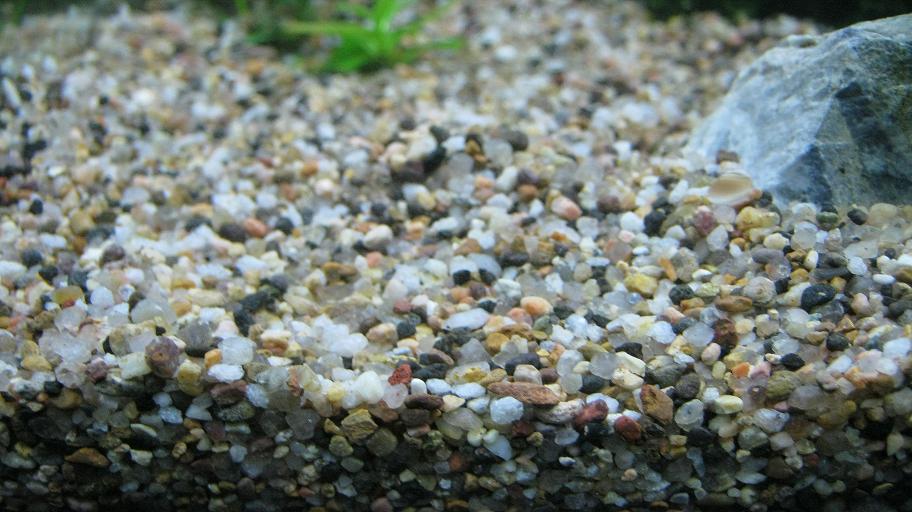 A NIGHT BY THE AQUARIUM: River Gravel
