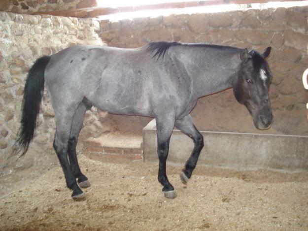 Equinos Criollos Colombia: Colorimetrìa