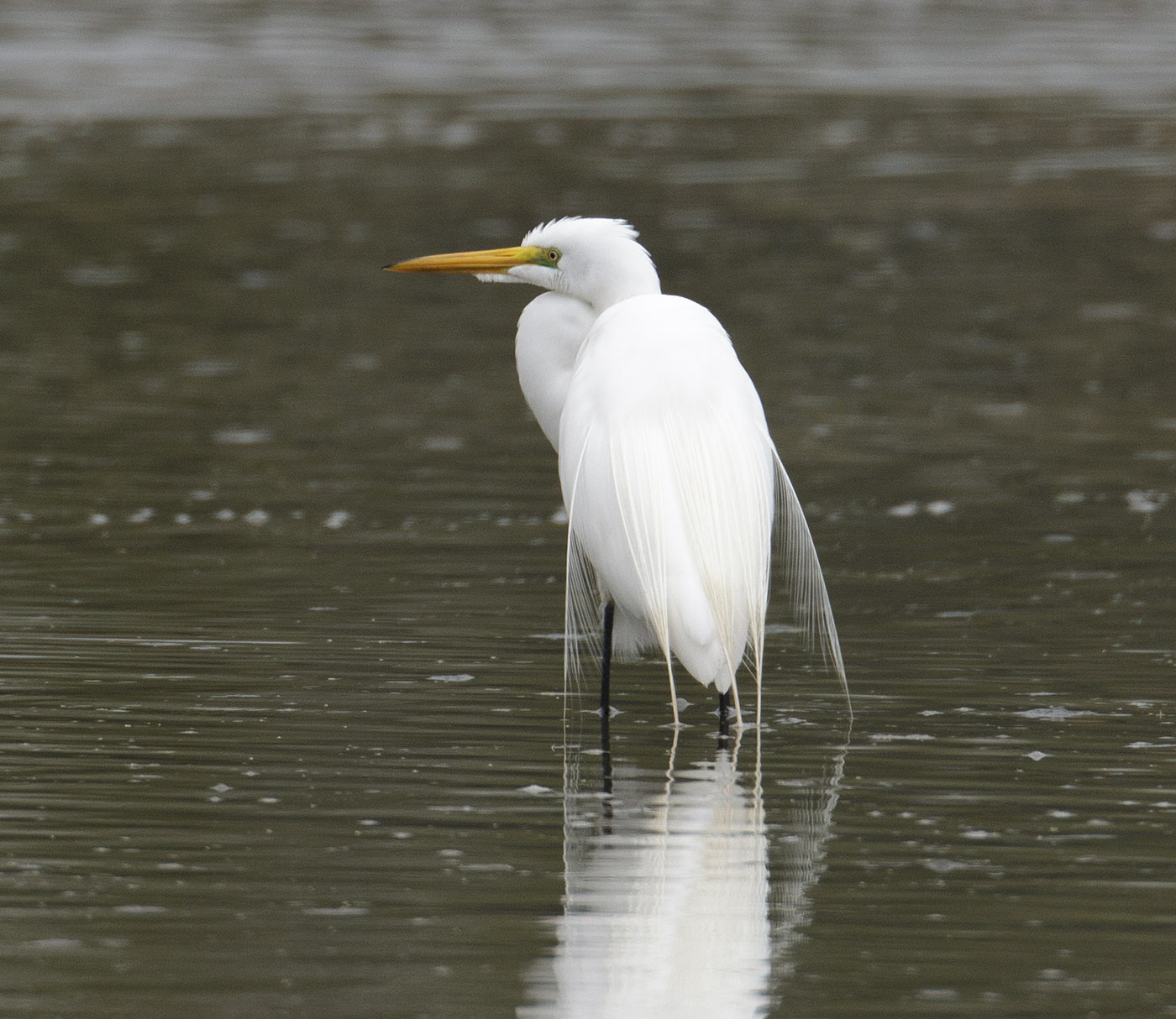 pewit: Great Egrets