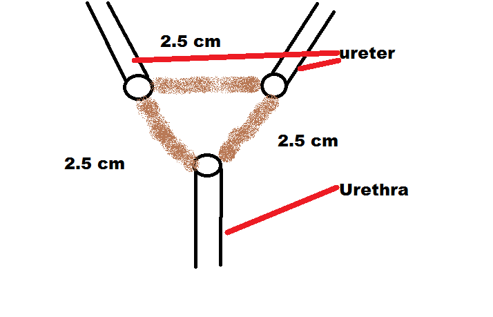 easyhumanatomy: Trigone of urinary bladder
