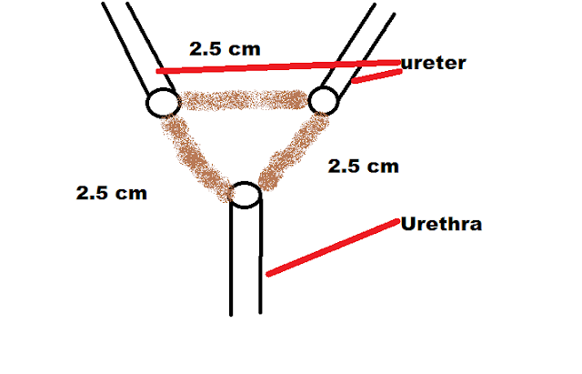 easyhumanatomy: Trigone of urinary bladder