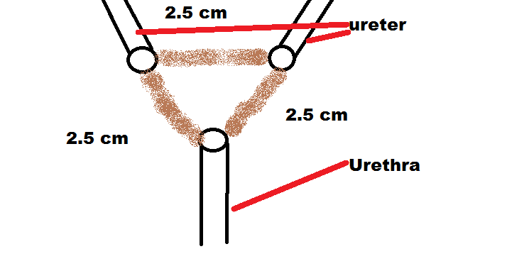 easyhumanatomy: Trigone of urinary bladder