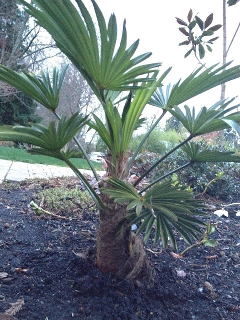 Plants of the Galicic Garden: Trachycarpus fortunei 'Wagnerianus'