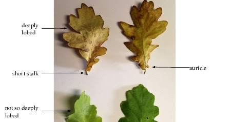 W D Phillips RBGE Dip BI: Birnam Oak Workshop Report