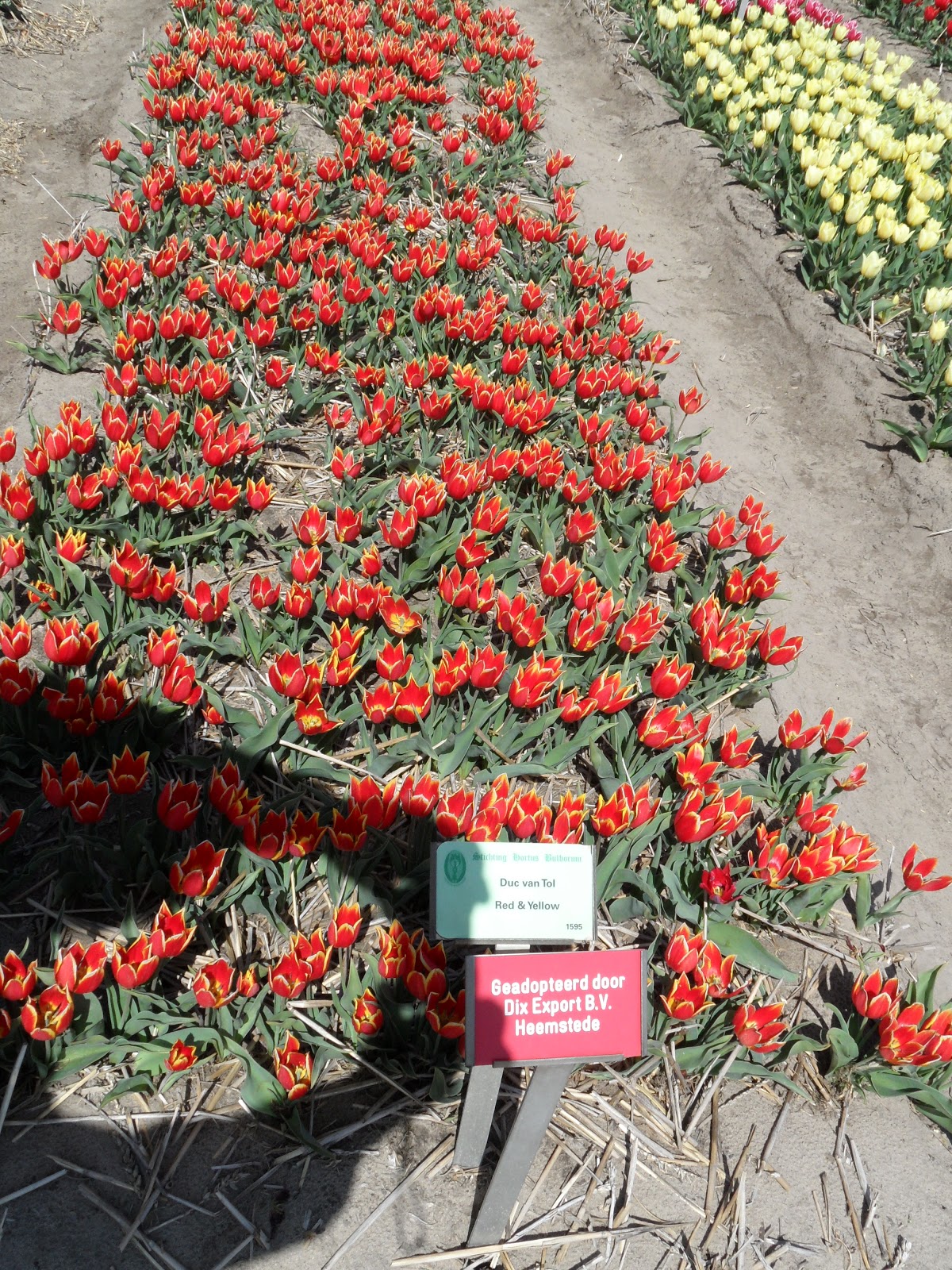 65+ and still young: Middagje Hortus Bulborum in Limmen (NH)