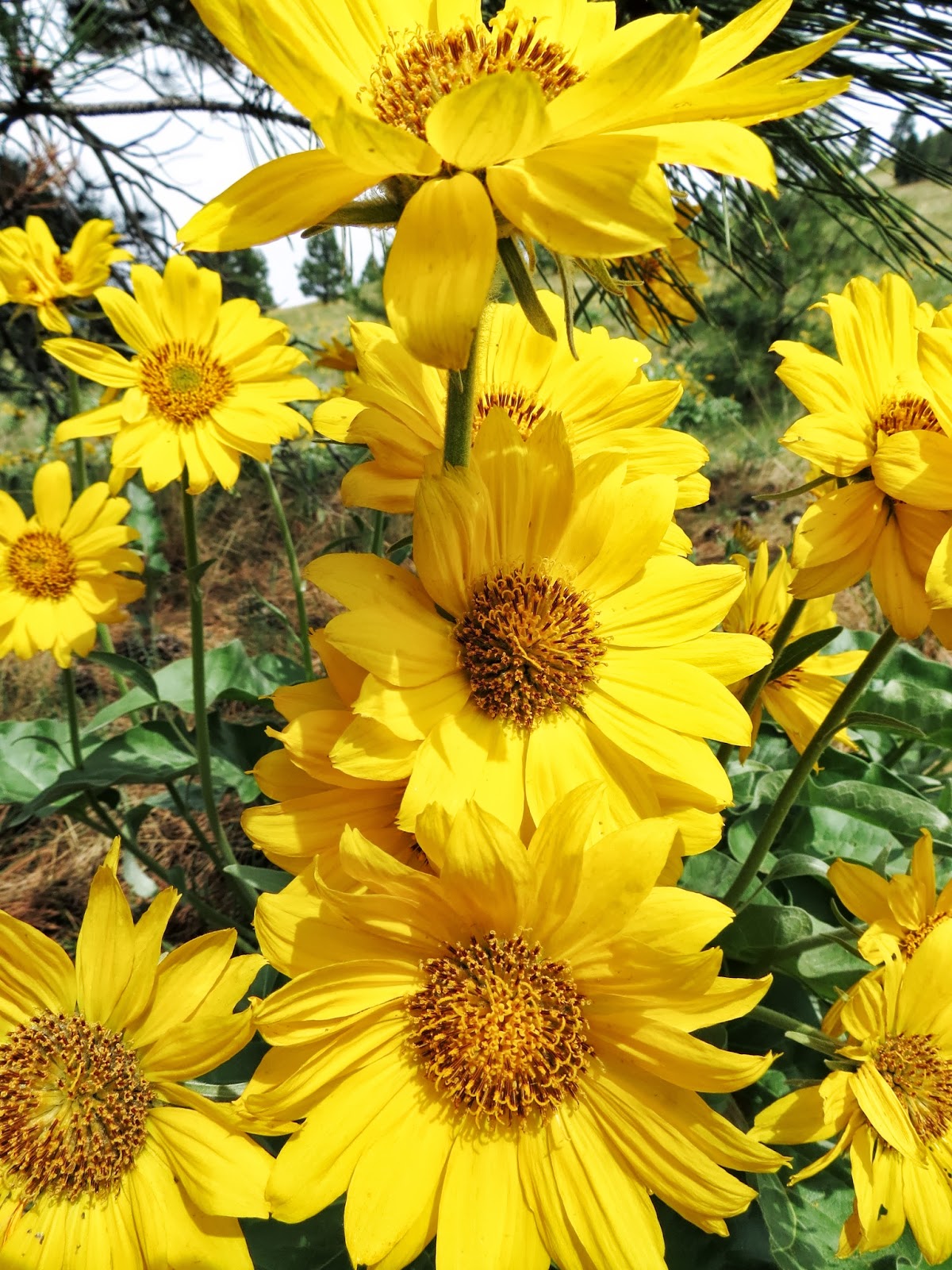 Flora montana: May 2013