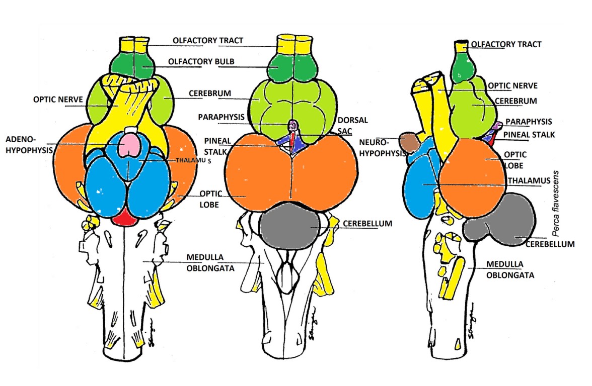 Sistem Syaraf Pusat Sistem Syaraf Tepi dan Medula Spinalis Pada Pisces ...