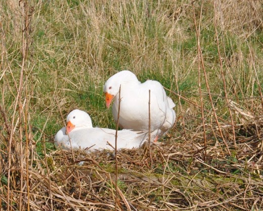 British Birds: How Geese Nest in the Wild: Domestic Geese Gone Wild