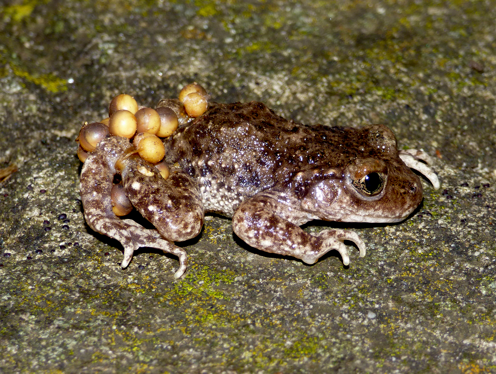 Salida nocturna por el Parque de la Vaca en Santander