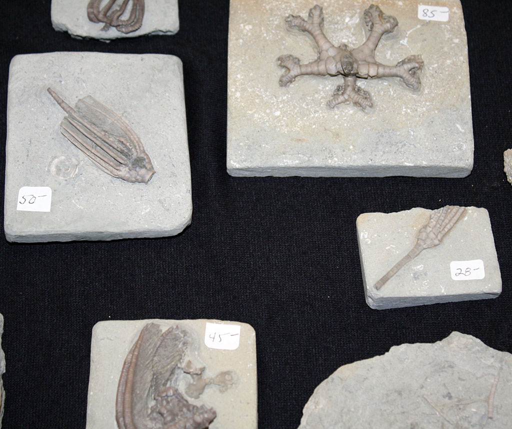 Louisville Fossils and Beyond: Bloomington Indiana Mineral-Fossil Show