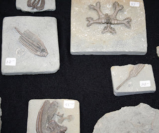 Louisville Fossils and Beyond: Bloomington Indiana Mineral-Fossil Show
