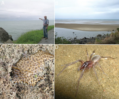 Species New to Science: [Arachnida • 2017] Desis bobmarleyi • A New ...