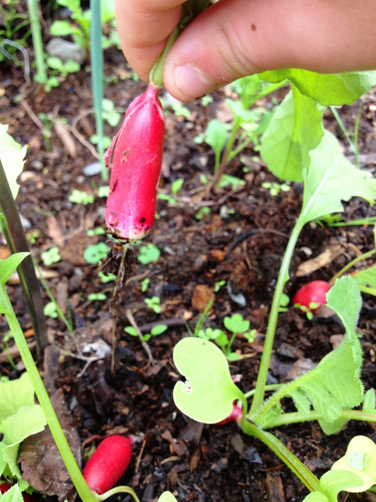 Down To Earth: HOW-TO-PICK Tutorials