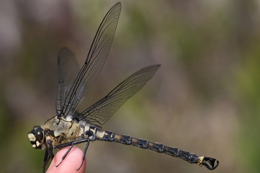 Natural Musings: Petaluridae