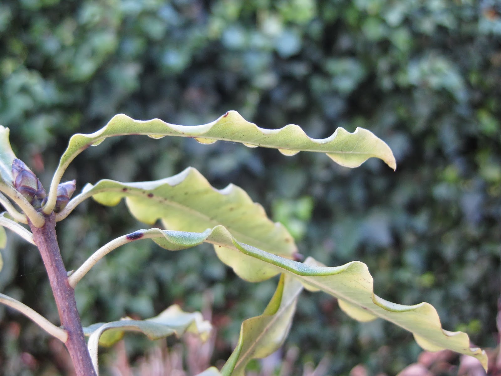 Trees of Santa Cruz County: Pittosporum eugeniodes - Lemonwood (Tarata)
