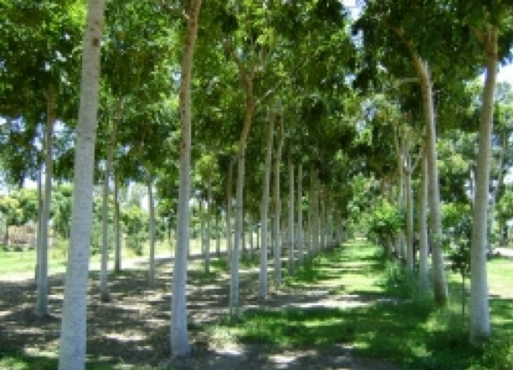 AFRICAN MAHOGANY : Mahogany Tree