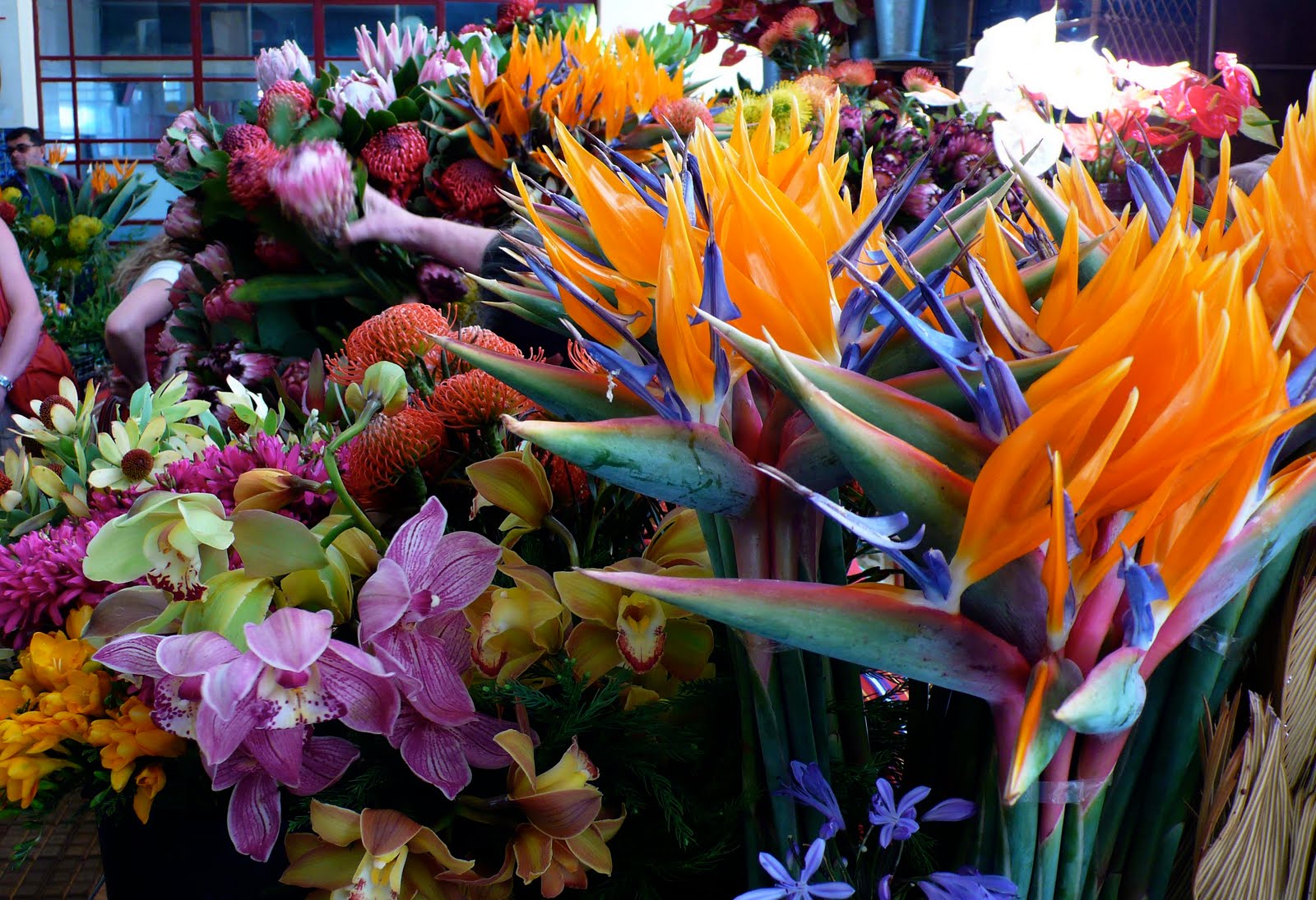 Share my Garden: Funchal, Madeira.