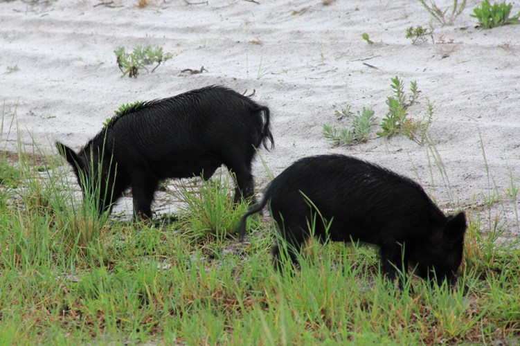 Life is Good!: Wild Florida Pigs