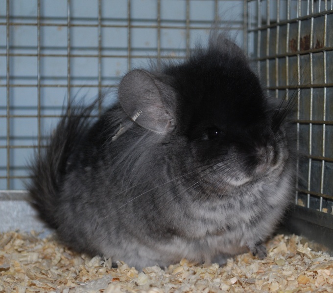 Royal Persian Angora Chinchilla