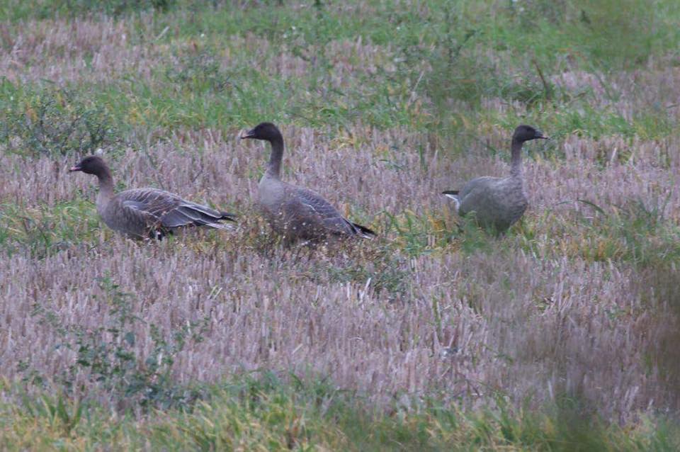 Bedsbirds Images Blog: 3 Pink-footed Geese