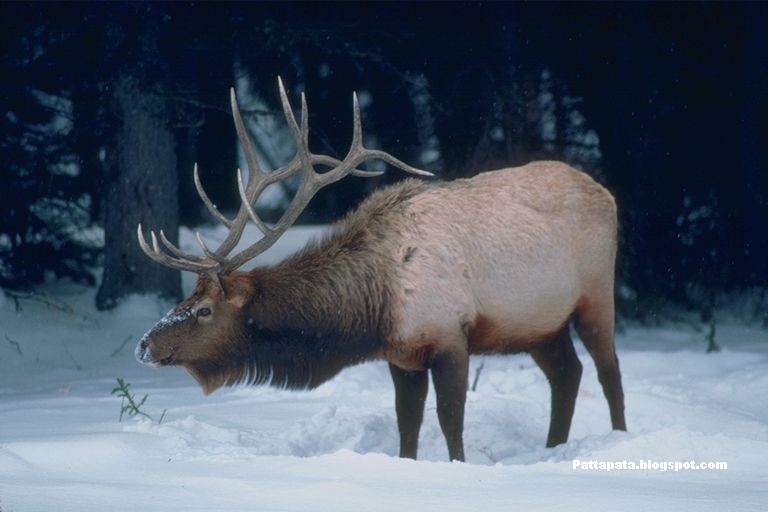 Pictures....පින්තූර : Animal....සත්තු