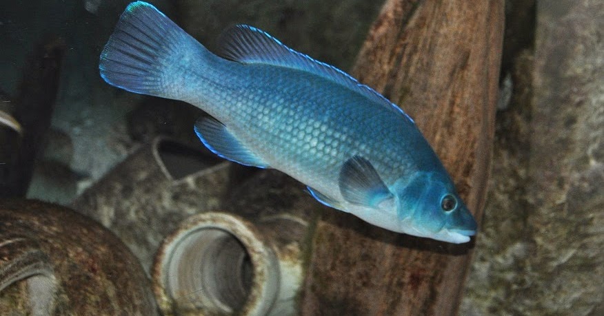 ZOOTOGRAFIANDO (MI COLECCIÓN DE FOTOS DE ANIMALES): MERLO (Labrus merula)