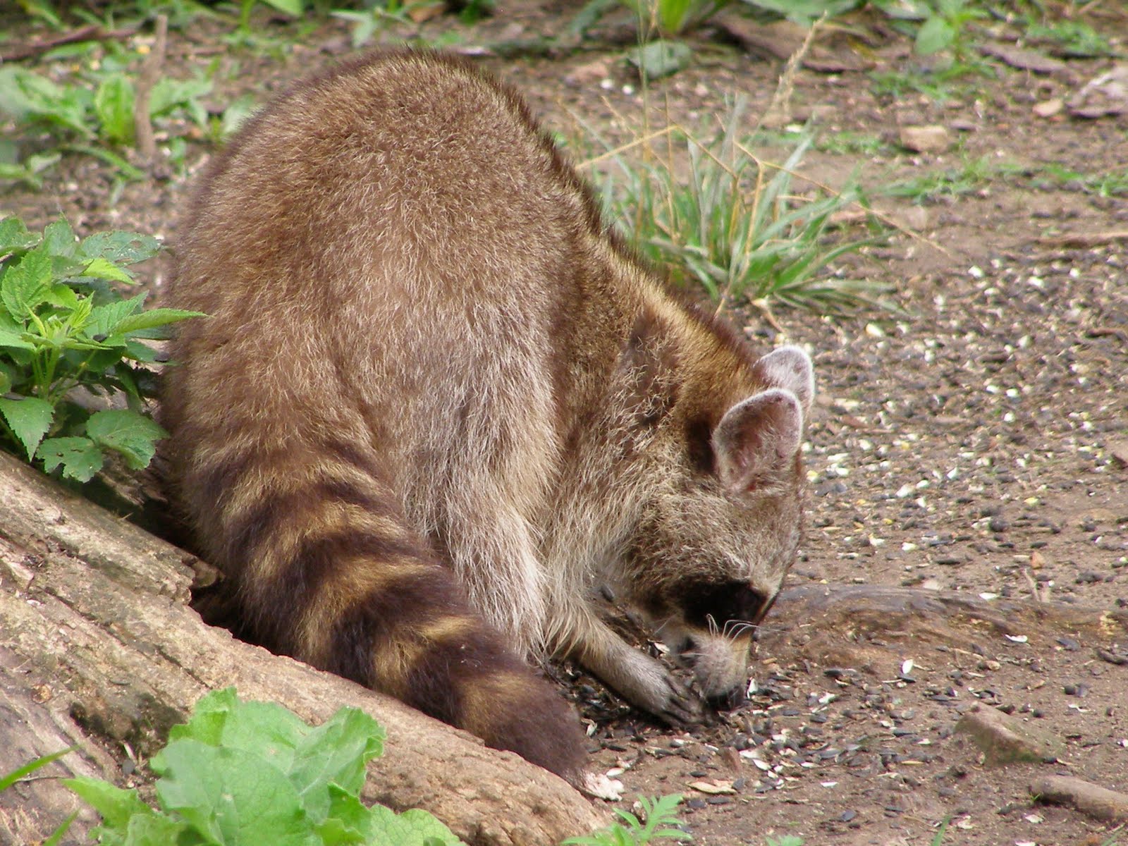 Blue Jay Barrens: Raccoon