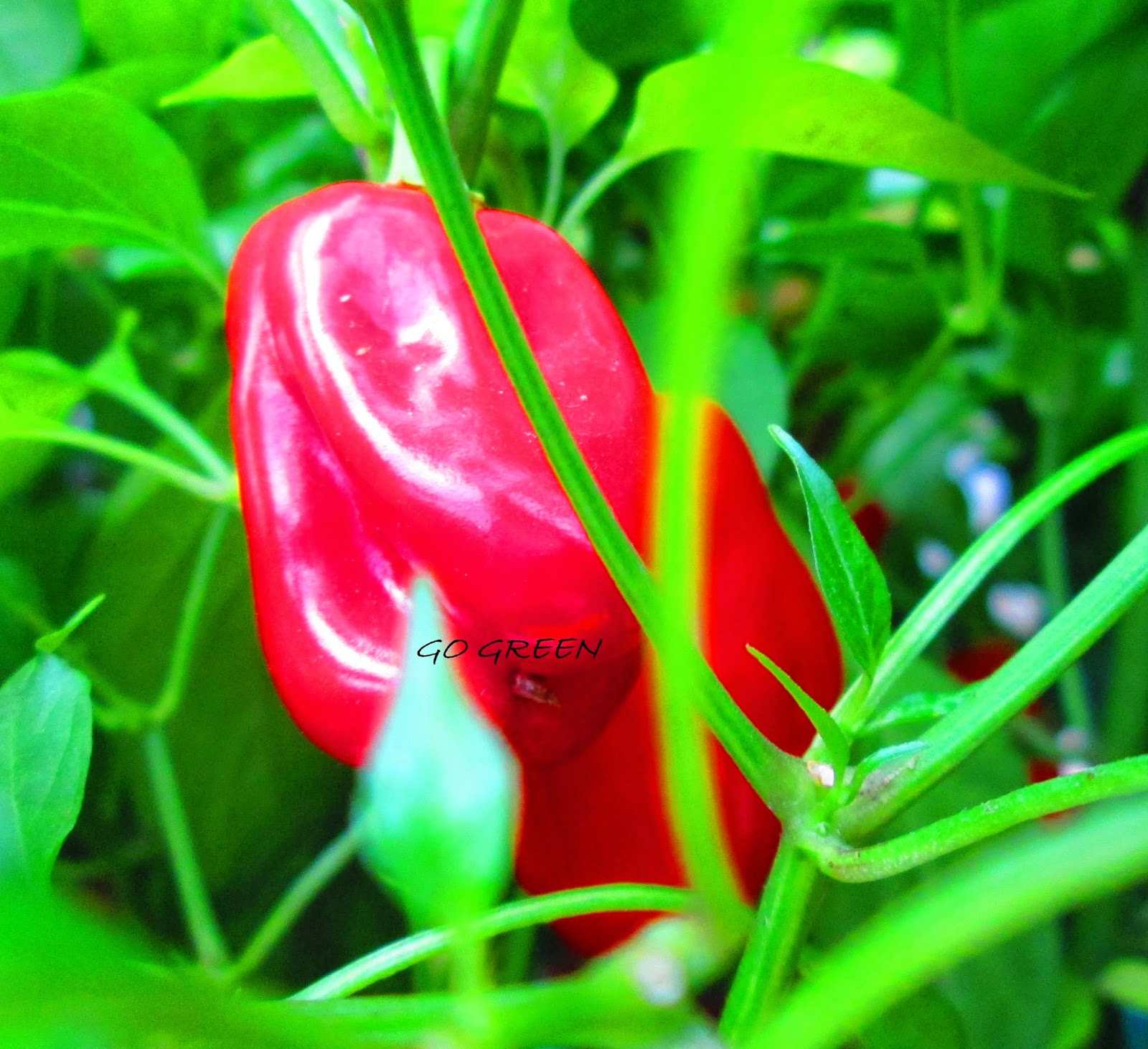 gogreendiscovery: CHILLI seeds for sale