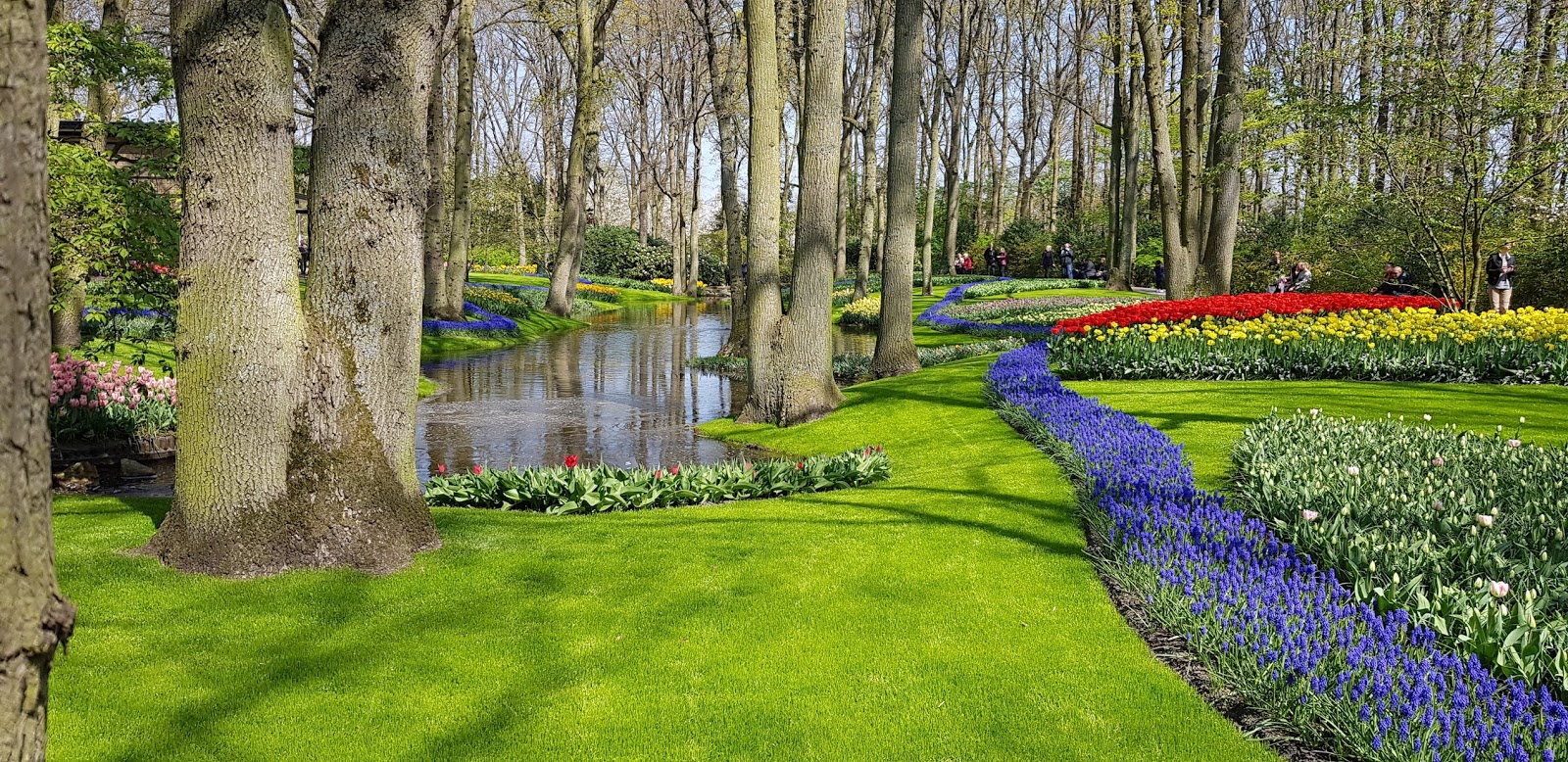 JollyDays Supported Holidays: Dutch Bulb Fields & Amsterdam with Midi ...