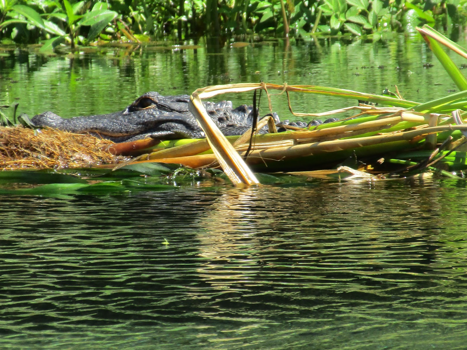 Dave's Yak Tales: Wacissa River