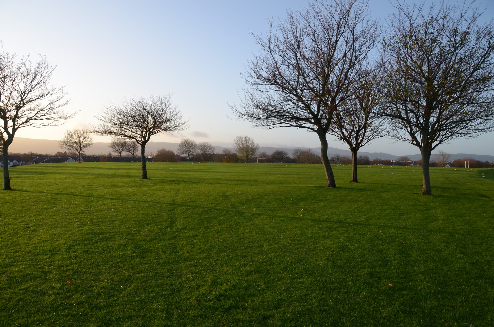 Drimnagh Birdwatch: November 2011