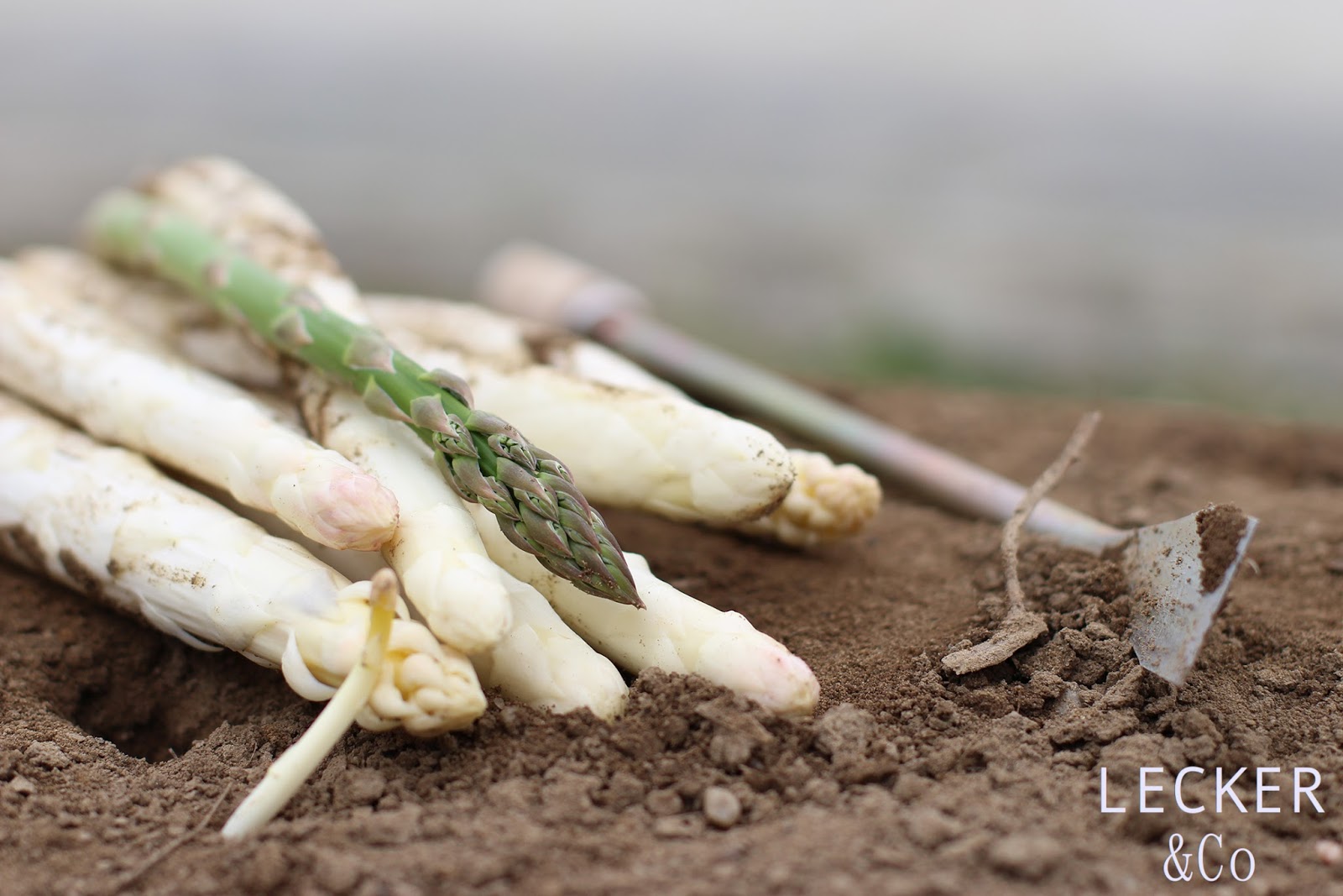 Dem Spargel auf der Spur | Frittierter Spargel mit Sauce-Hollandaise ...