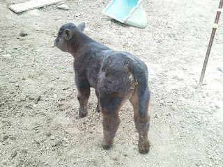Lautner Farms: I-80 Bull Calf - Blake Stebbins - Ohio
