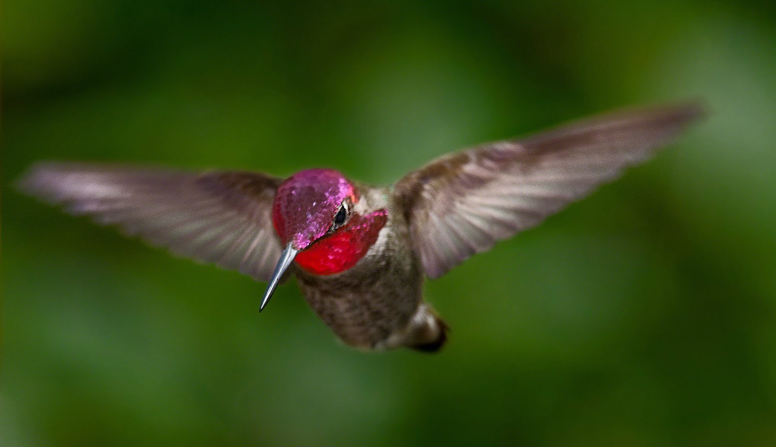 M. Raeder - Photography: Hummingbird Workshop-May2011