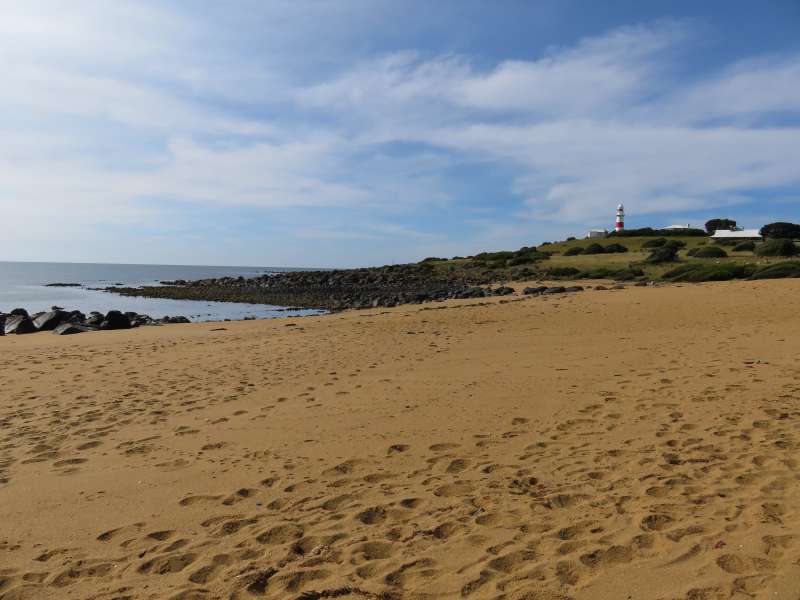 The Travelling Lindfields: The Little Penguins of Low Head