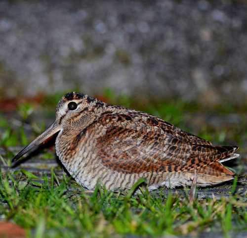 Eurasian Woodcock