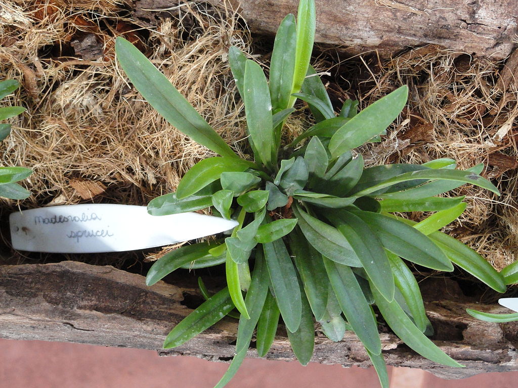 Masdevallia sprucei care and culture | Travaldo's blog