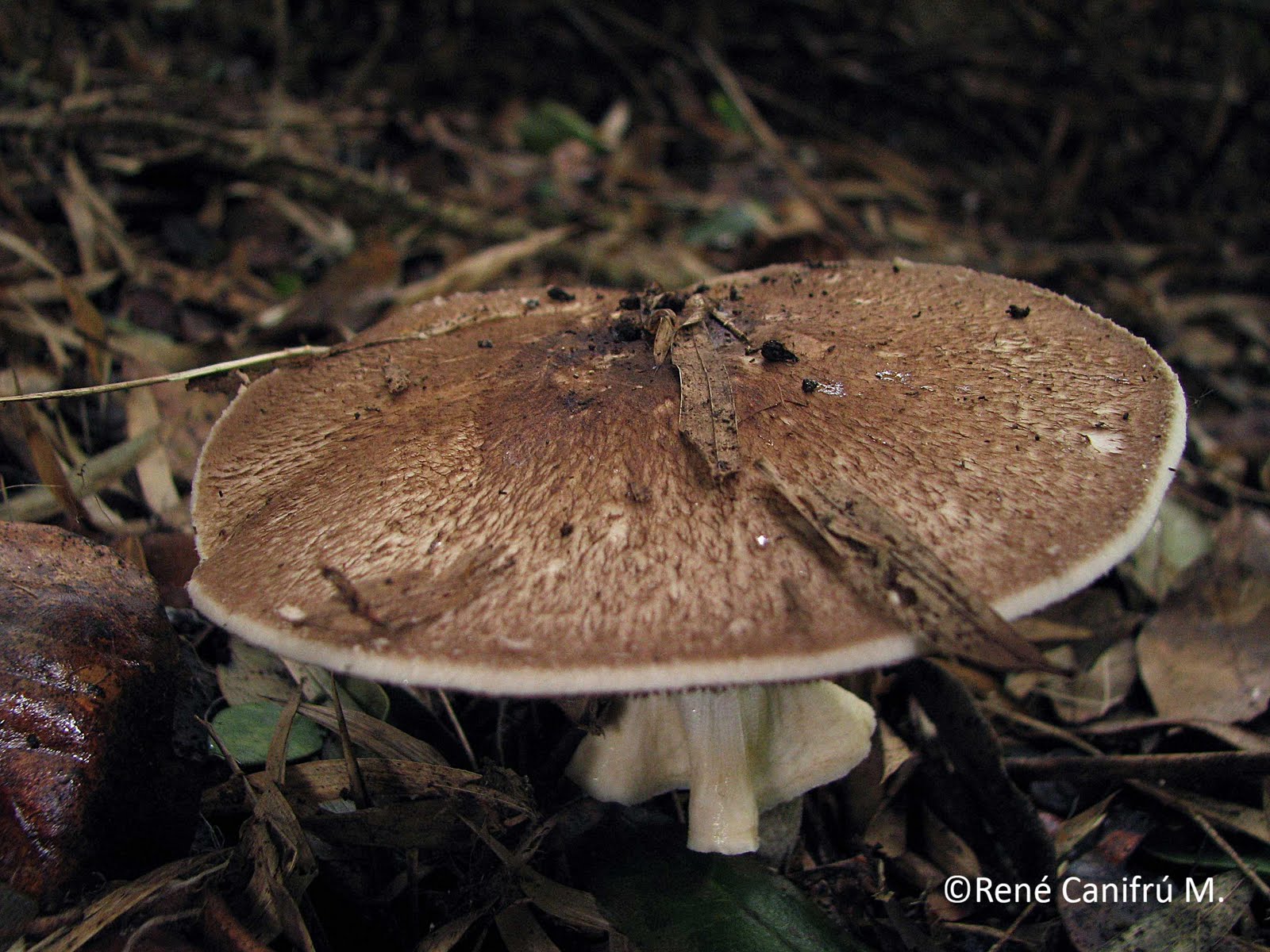 Hongos: Agaricus sp