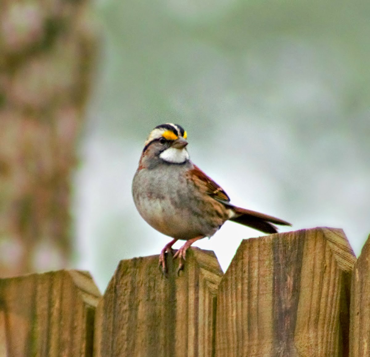 A Breath of Nature: White-Throated Sparrow
